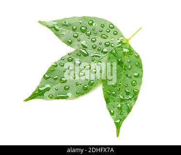 Wet green ash leaves on white background Stock Photo - Alamy