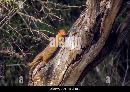 Slender Mongoose (Galerella sanguinea,) aka Black-tipped Mongoose or ...