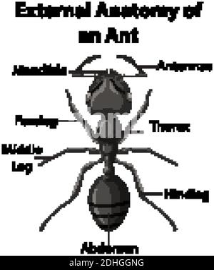 External Anatomy of an Ant on white background illustration Stock ...