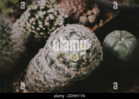 Blooming white flower of Mammillaria schiedeana cactus on green soft ...