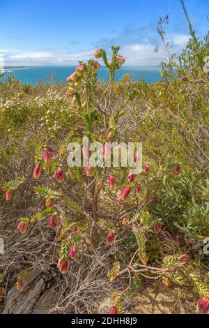 View of a Qualup Bell plant (Pimelea physodes) in Australia Stock Photo ...