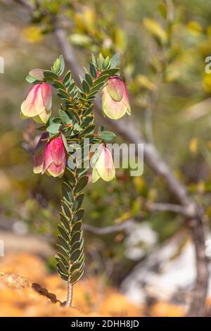 View of a Qualup Bell plant (Pimelea physodes) in Australia Stock Photo ...