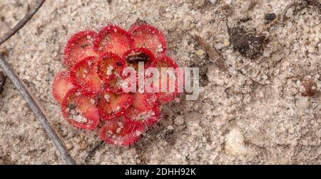 red rosettes of the carnicorous plant Drosera zonaria west of Hopetoun ...
