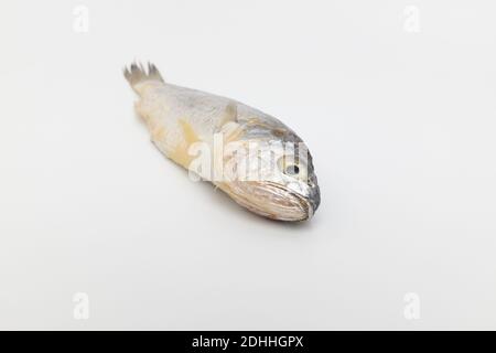 yellow corvina on white background Stock Photo - Alamy