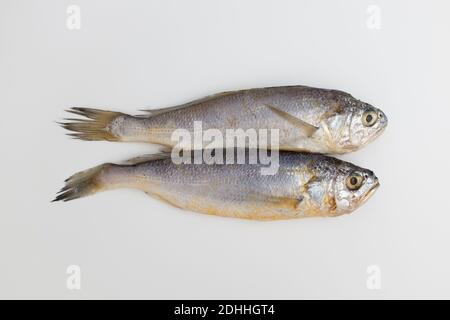 yellow corvina on white background Stock Photo - Alamy