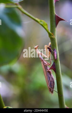 Close Up shot of Little Mantis Stock Photo - Alamy