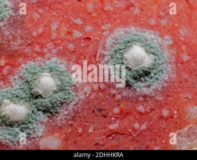 Pieces of sliced meat decaying with mold and fungus growth Stock Photo ...