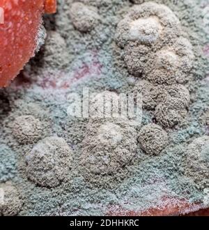 Pieces of sliced meat decaying with mold and fungus growth Stock Photo ...
