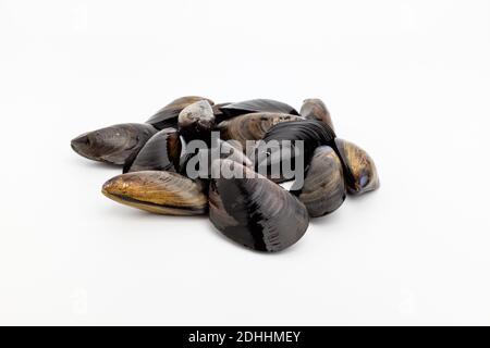 Mussel shells on white background Stock Photo - Alamy