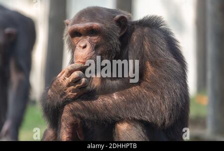 Chimpanzee primate eating fruits at an Indian wildlife reserve Stock ...