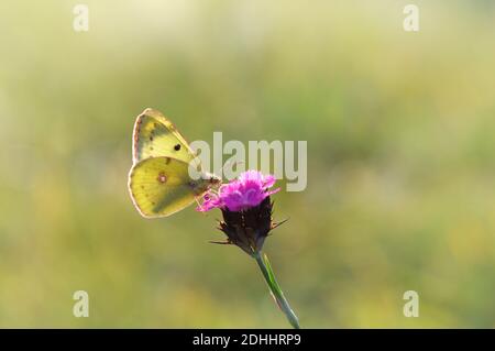 Clouded yellows, yellow butterfly on a flower in nature macro. Green ...