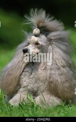 Standard grey Poodle laying down on the grass with blue flowers behind ...