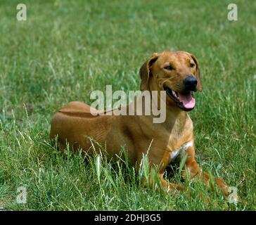 three Rhodesian Ridgeback - lying on meadow Stock Photo - Alamy