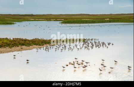 A view of the saltwater marshes with grasslands in the early morning ...