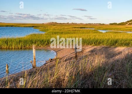 Wetlands and marshes with reeds along the dunes of the island of Fano ...