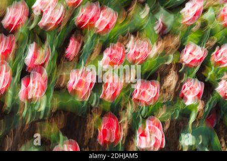 Artsy motion blurred pink tulips Stock Photo - Alamy