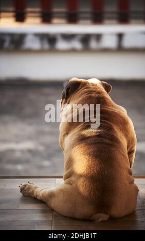 Rear view of an English Bulldog Puppy bottom up, 2 months old, isolated ...