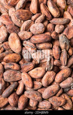 Real dried not roasted cocoa beans isolated on white background Stock ...