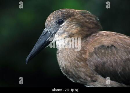 hamerkop, Hammerkopf, Schattenvogel, Ombrette africaine, Scopus ...