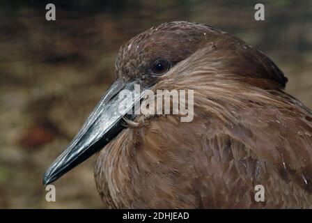 hamerkop, Hammerkopf, Schattenvogel, Ombrette africaine, Scopus ...
