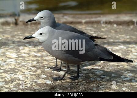 Grey gull, garuma gull, Graumöwe, Leucophaeus modestus, szürke sirály ...