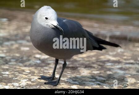 Grey gull, garuma gull, Graumöwe, Leucophaeus modestus, szürke sirály ...