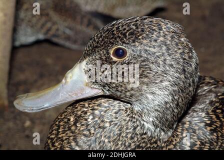 Freckled duck, monkey duck, Affenente, oatmeal duck, Stictonetta ...