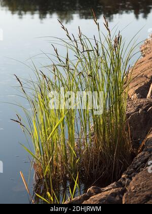 Lake shore and tufted sedge (Carex elata), Allgaeu, Bavaria, Germany ...