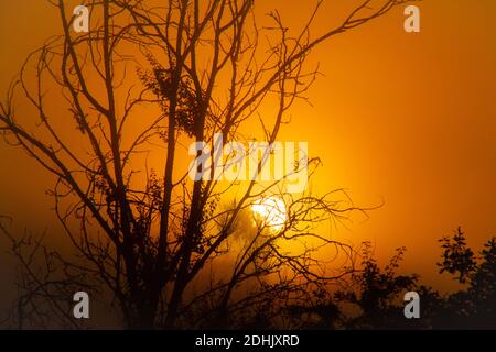 Low angle of vivid sundown sun shining through branches of tree in ...