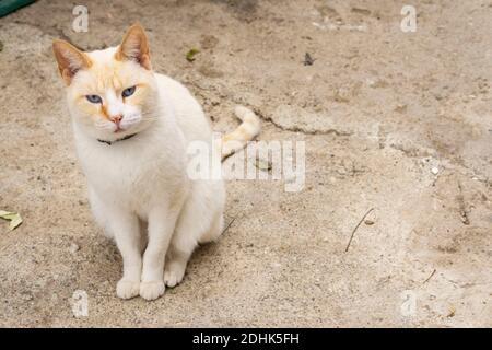 siamese red point cat outdoors Stock Photo - Alamy
