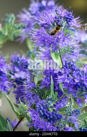 plant in bloom of Heavenly Blue or bluebeard, detail of the flowers ...