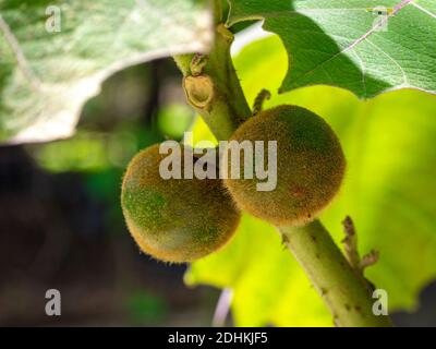 Leaf of the lulo fruit plant - Solanum quitoense Stock Photo - Alamy