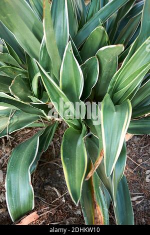 Rohdea japonica evergreen plants Stock Photo - Alamy