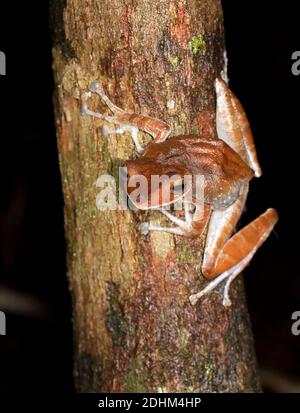 Collett’s Tree Frog (Polypedates colletti) in Bako National Park ...