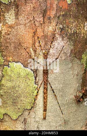 Stick insect, probably Varieganecroscia sp., from Tanjung Puting ...