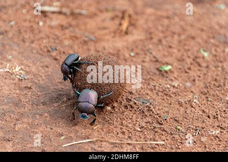Dung beetle rolling dung in Zimanga Private Reserve, South Africa ...