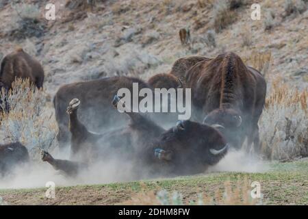 Bison, Bison bison, sending up a cloud of dust as it wallows in a dusty ...