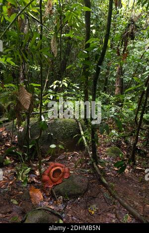 Rafflesia flower (Rafflesia tuan-mudae) parasite on Tetrastigma vine ...