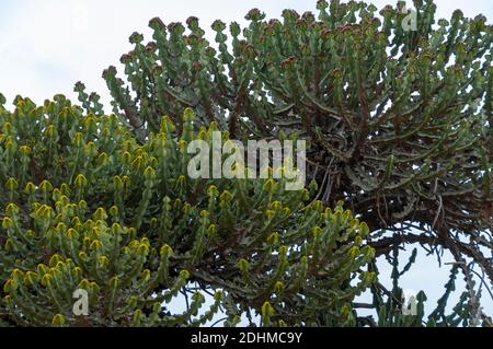 Candelabra tree (Euphoria sp.) with yellow flowers growing in the ...