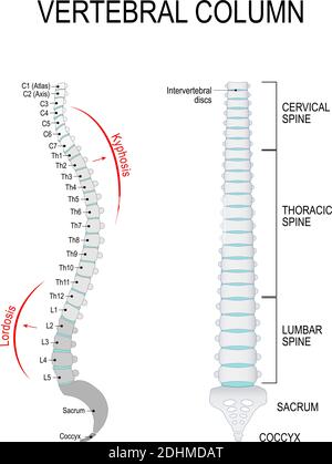 Skeleton Human diagram back posterior view with all parts labeled. Flat ...