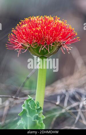 Blood Lily, Royal Lily, Snake Lily or Paintbrush Lily, Scadoxus ...
