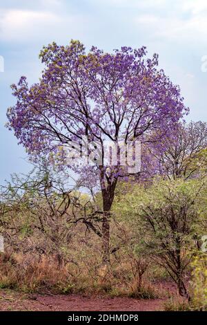 Tree Wisteria (Bolusanthus speciosus) from Zimanga, South Africa Stock ...