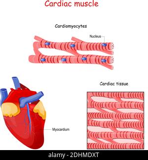 Structure of smooth muscle fibers. anatomy of Myocyte. Background of ...
