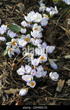 Crocus biflorus 'Blue Pearl' Stock Photo - Alamy