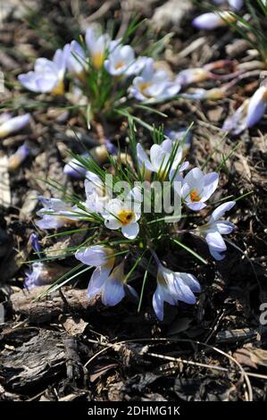 Crocus biflorus 'Blue Pearl' Stock Photo - Alamy