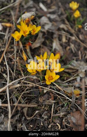 Golden crocus (Crocus chrysanthus) Fuscotinctus blooms in a garden in ...