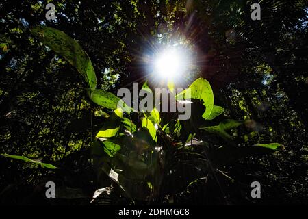 Sunlight penetrates through the canopy of the Amazon rainforest, Brazil ...