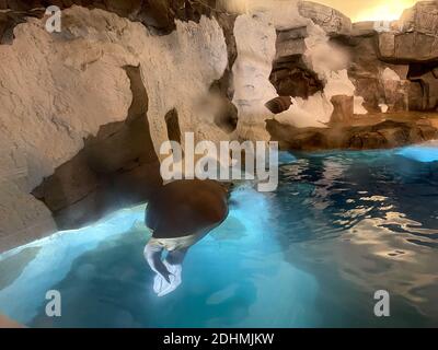 A walrus sleeping in his aquarium enclosure at a zoo Stock Photo - Alamy