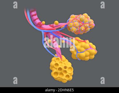 Lung - respiratory bronchiole, alveoli, and blood vessel, scanning ...