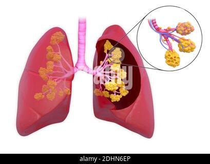 Annotated illustration of human lungs. The lungs transport oxygen into ...